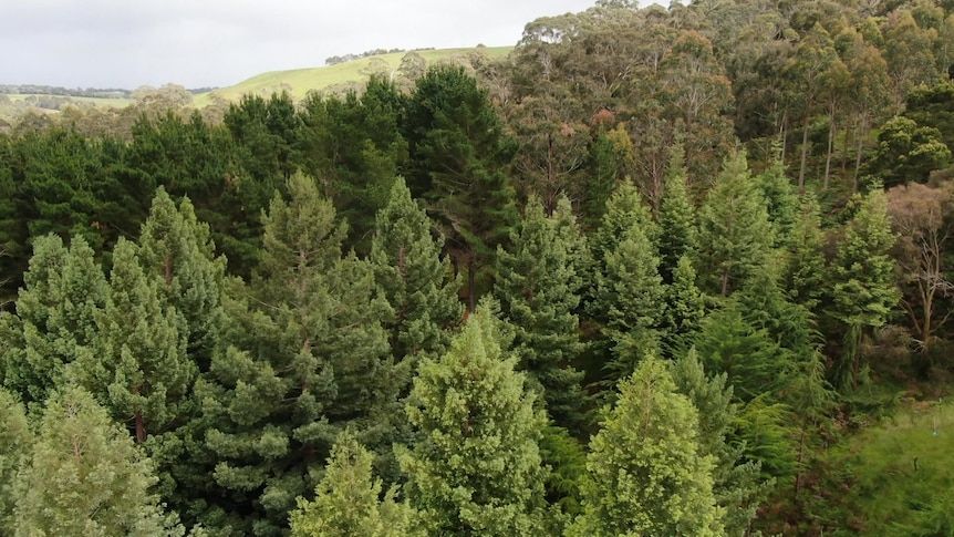 Timber shortage no issue for farmer who grew his own…