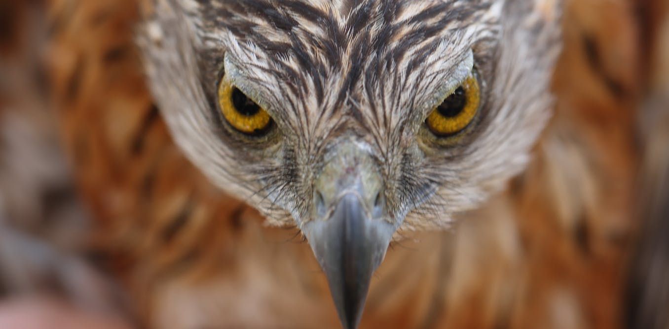 Australia’s red goshawk is disappearing. How can we…