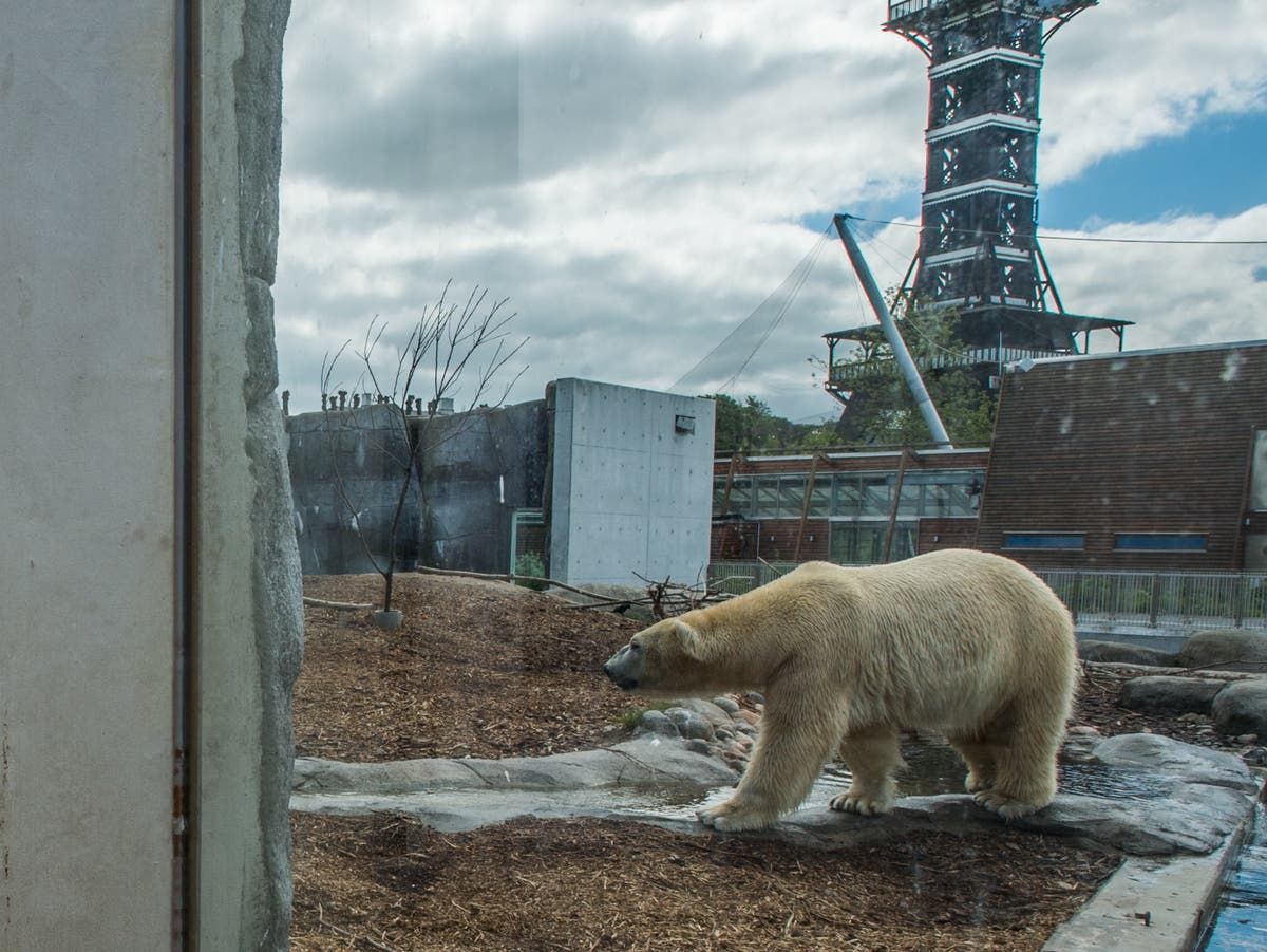Call for ban on zoos keeping polar bears as captivity…