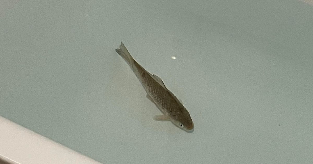 Woman finds fish dinner still alive seconds before she…