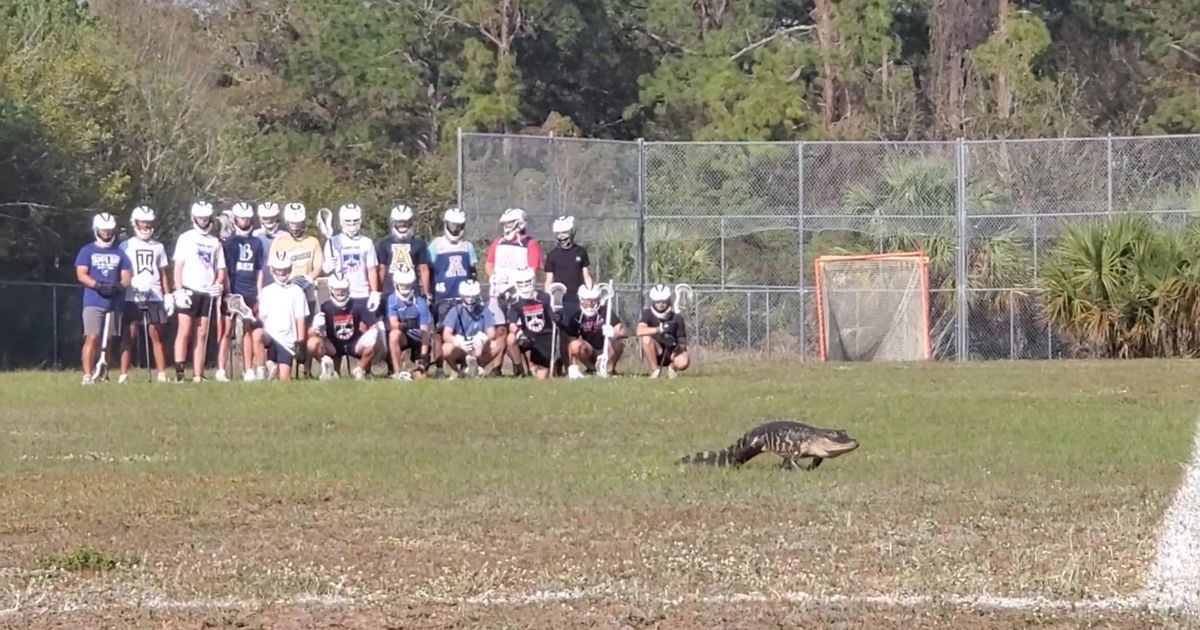 School students get shock of their life as ALLIGATOR…