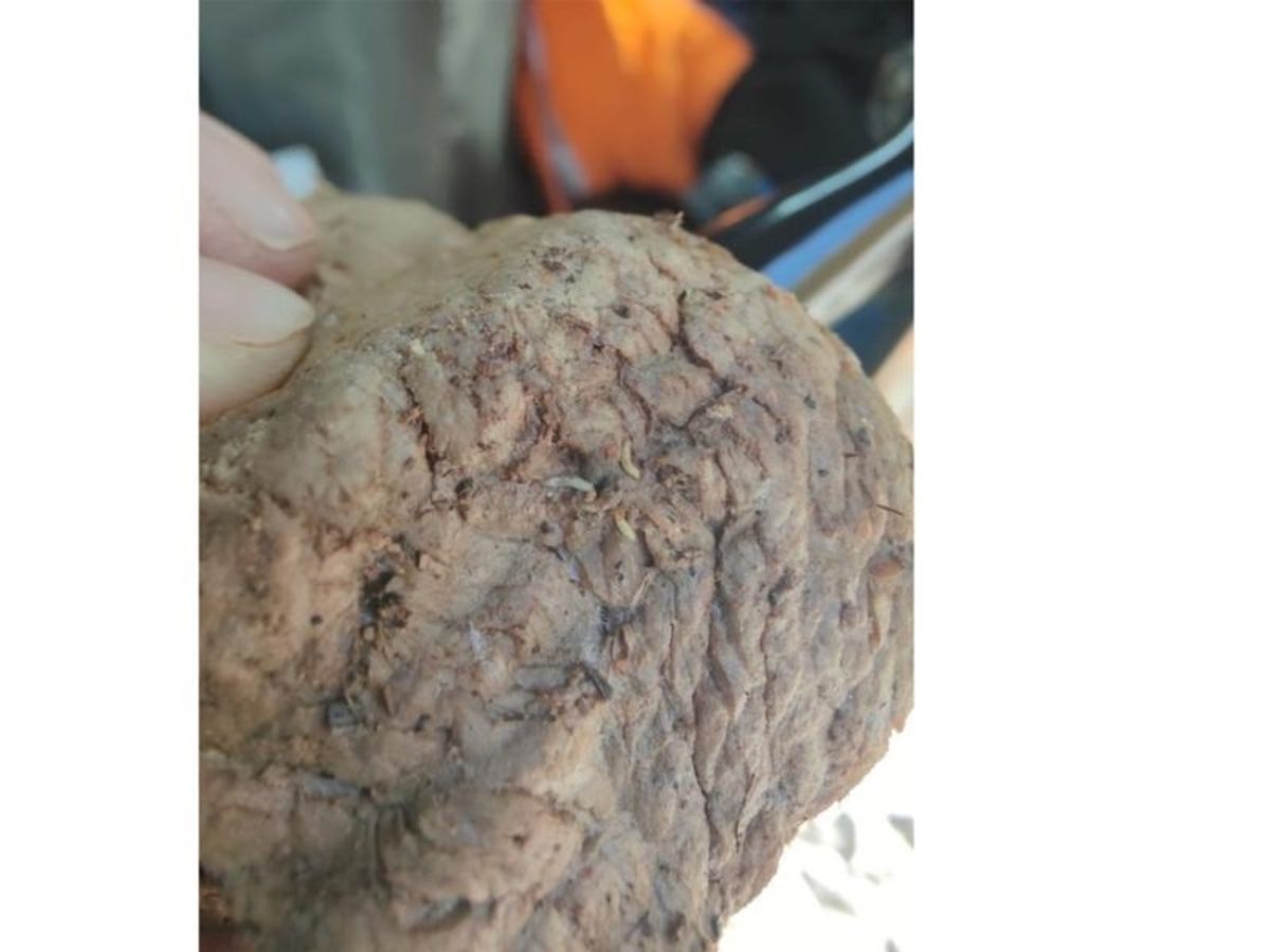 'Maggot-infested' meals served to Snowy Hydro workers