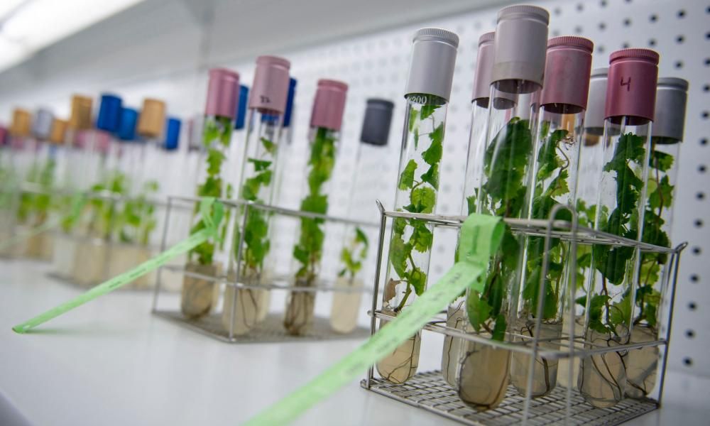 Climate-resistant grapes? Spanish winemakers revive…