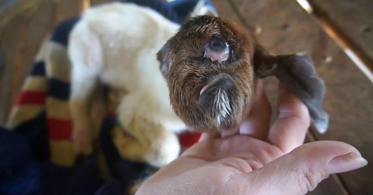 Rare 'CYCLOPS' goat is born with one eye and no nose…