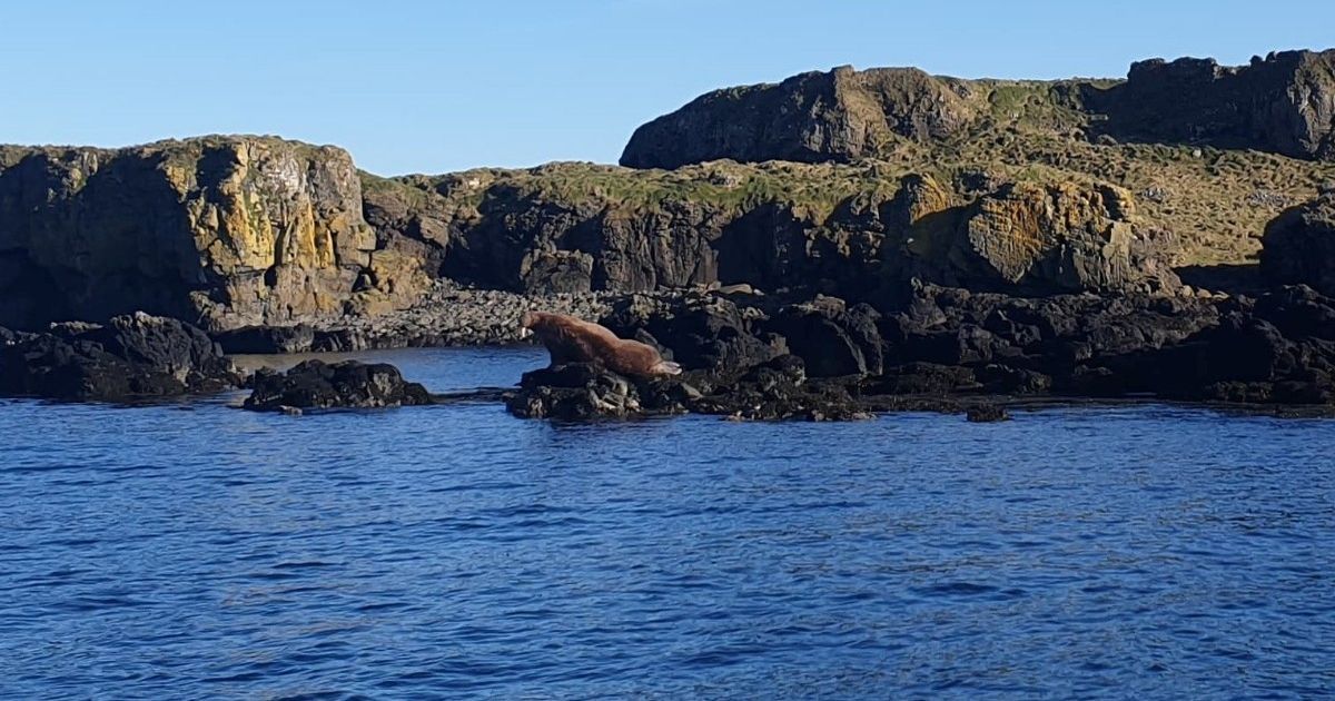 Massive sunbathing walrus spotted relaxing on rock on…