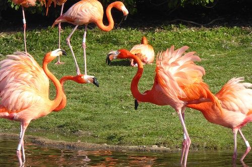 Flamingos’ Social Lives are Full of Cliques, New Study…