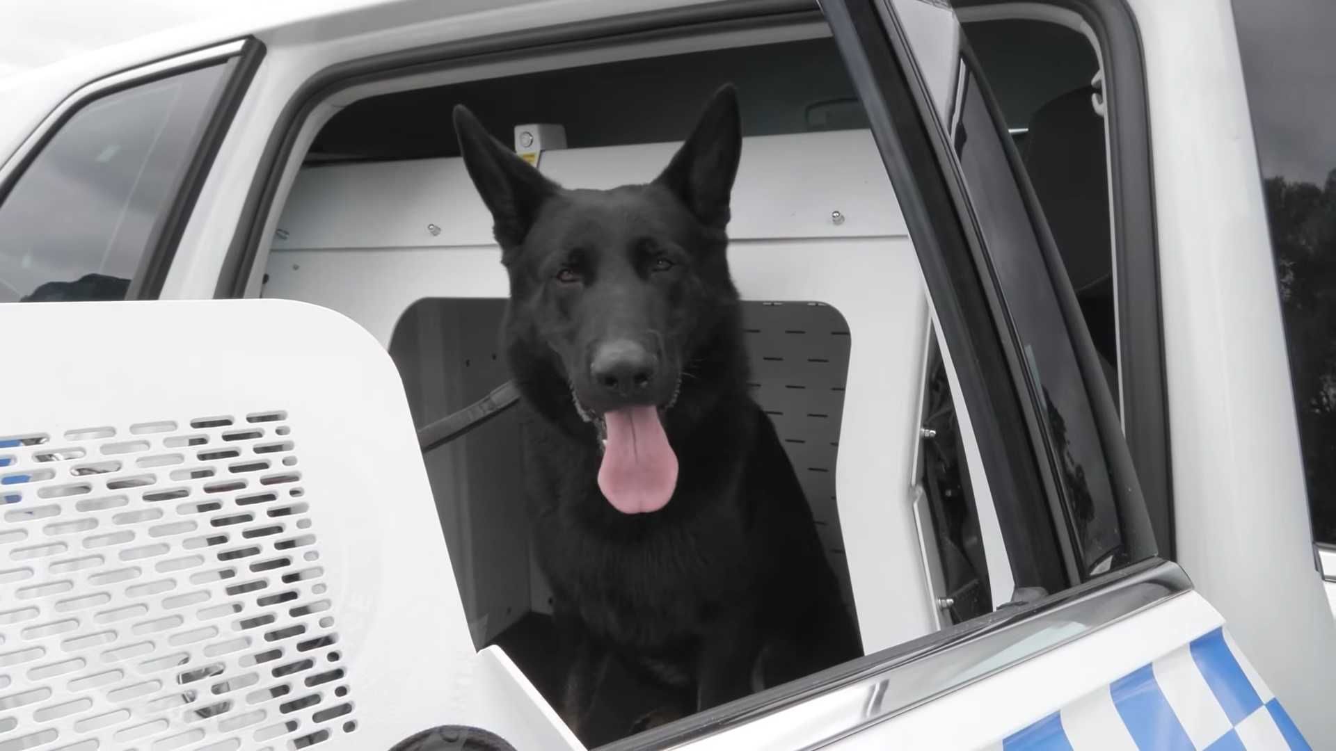 Australian Police Dogs In Volkswagen Tiguan Get Air…