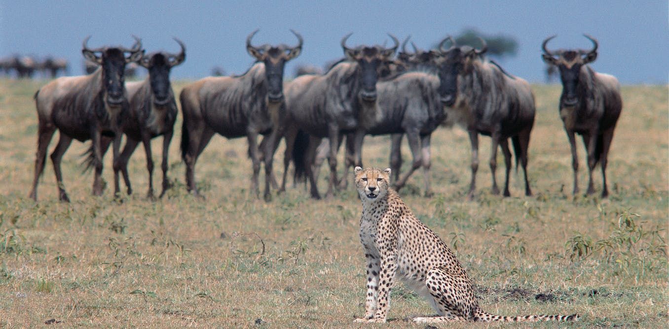 Why prey animals often see threats where there are…