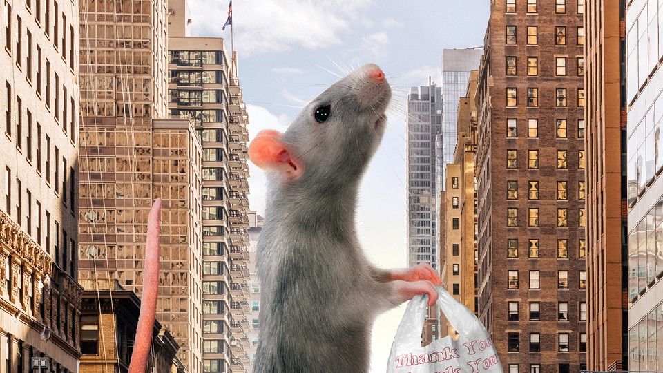 New York’s Rats Have Already Won New York’s Rats Have Already Won