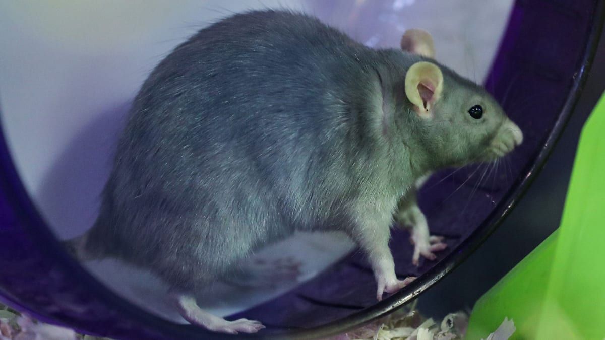 Sports Illustrated - Rats, No Warm Water, Food Issues:…