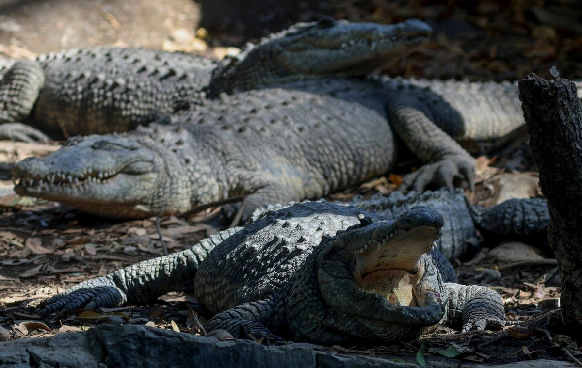 Teenager attacked by crocodile during flood…