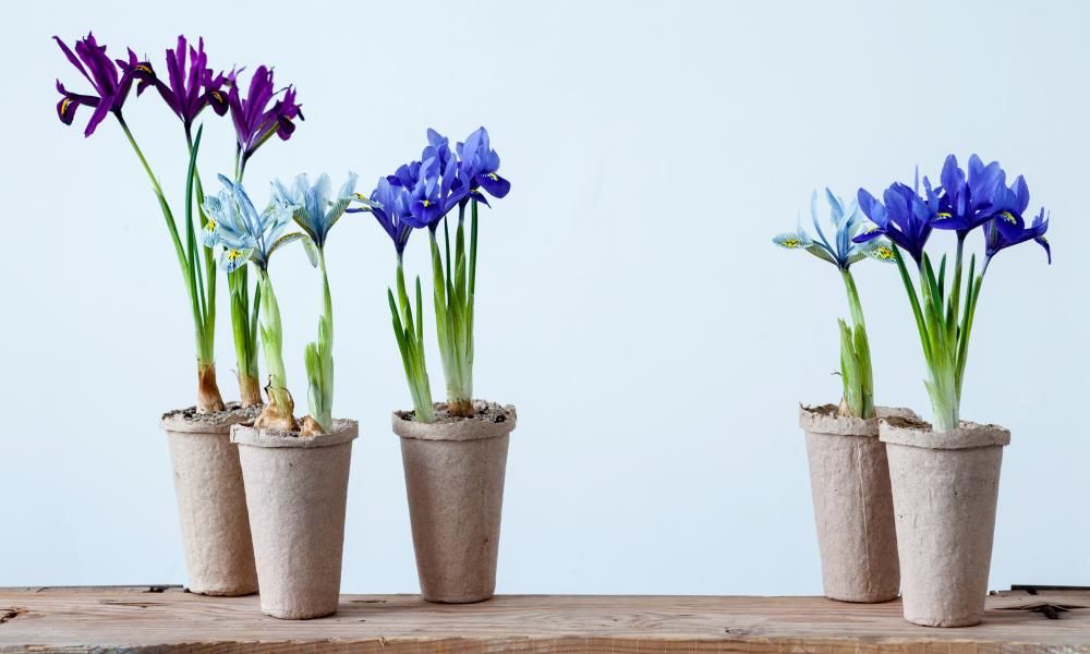 Dwarf irises bring colour and glamour to the start of…