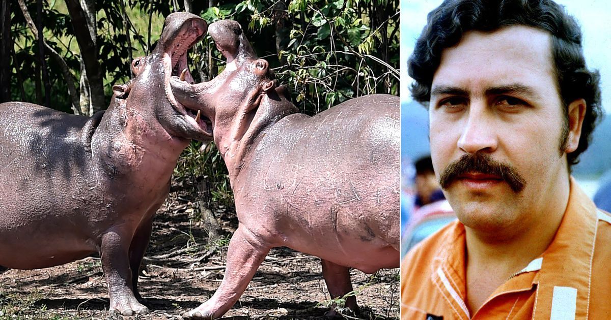 Pablo Escobar's hippos to be removed from Colombia as…
