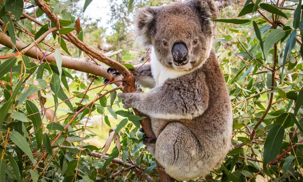 NSW Labor pledges to protect koala population with new…