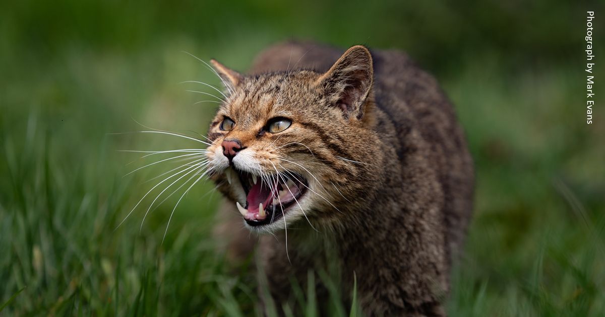 Six Scots animals in list of UK's top 10 rarest and…