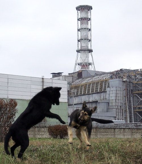 What the Dogs of Chernobyl Could Tell Us About Living…