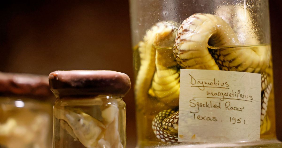 'I filled my home with skeletons, preserved animal…