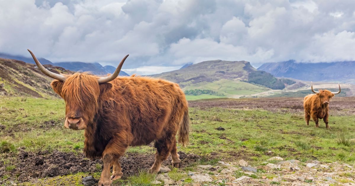 One area in Scotland crowned best place to go wildlife…