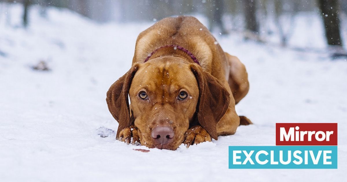Warning signs of hypothermia in dogs and when you…