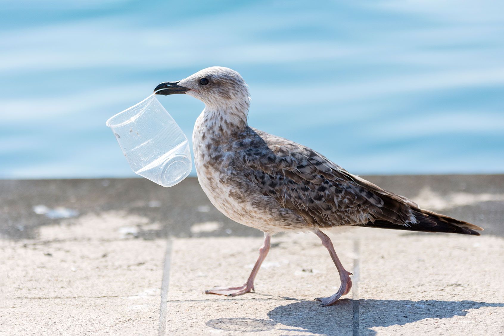 Birds are eating way too much plastic