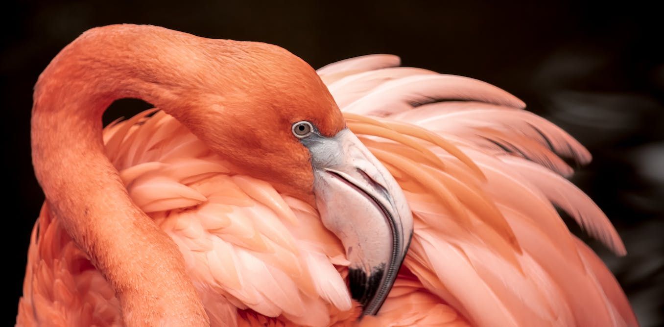How we discovered flamingos form cliques, just like…