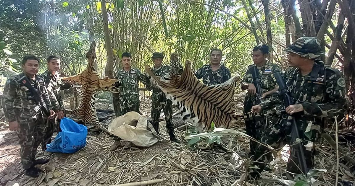 Five cruel poachers slaughter tiger and her cub before…