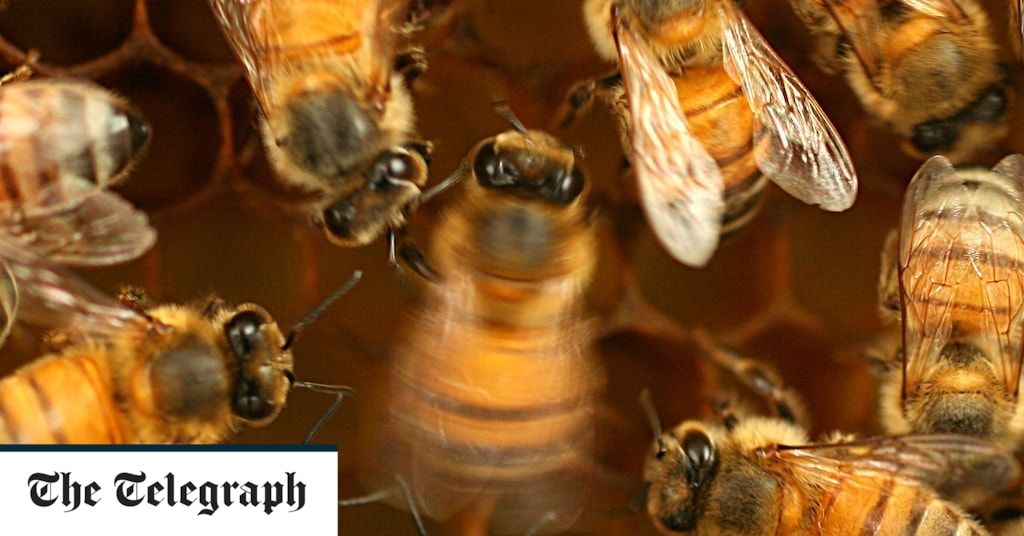 Baby bees learn to dance by studying ‘symbolic…