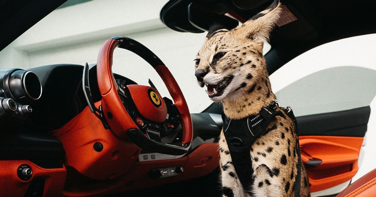 Cocaine cat found with drugs in system when police…