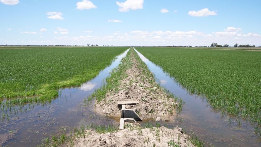 Genetic rice trials underway across the Riverina as…