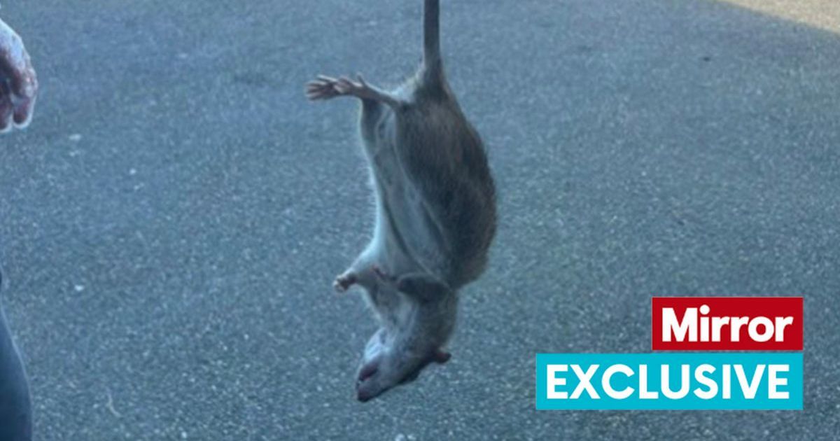 Giant rats and raw sewage 'hell' spark fear for kids'…
