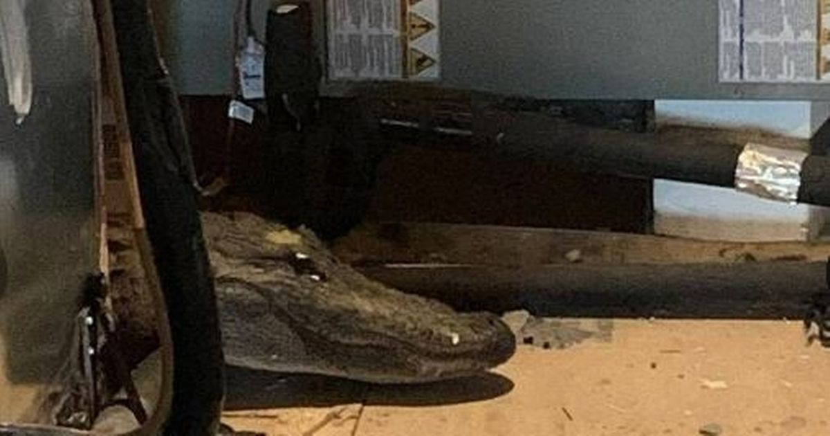 Huge 8-foot alligator lurking in attic sends home…