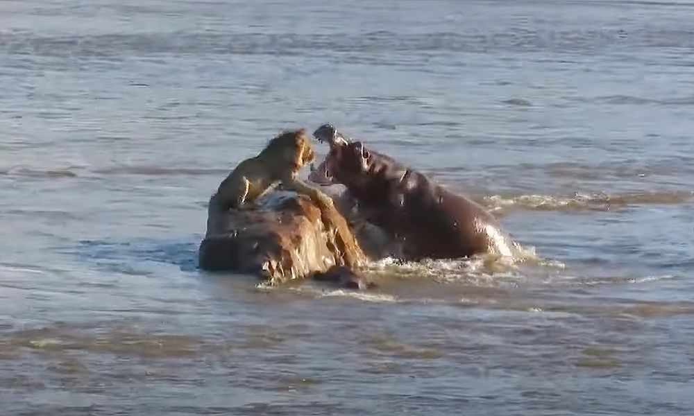 Rare footage shows hippos attacking lion stranded on…