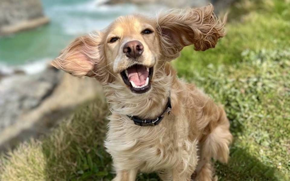 Pile of poo ’19 times heavier than Harbour Bridge’