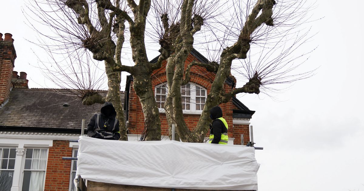 Security guards stationed by 120-year-old tree set for…