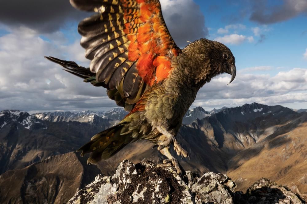 The New Zealanders have finally done it – they’ve…