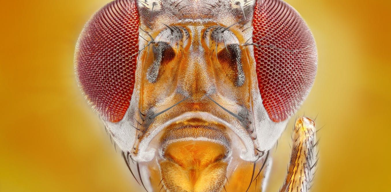 How we created the first map of an insect brain – and…