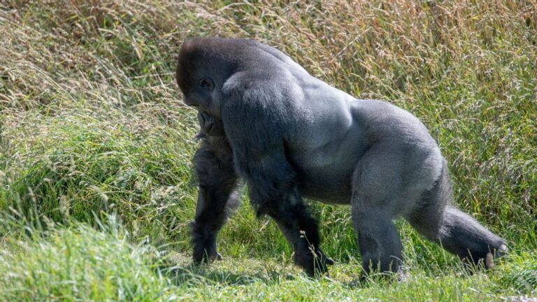 Great Apes Spin to Get “High,” Giving Scientists New…