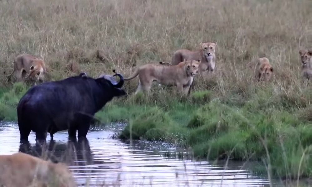 Watch: A buffalo escapes an army of lions with a…