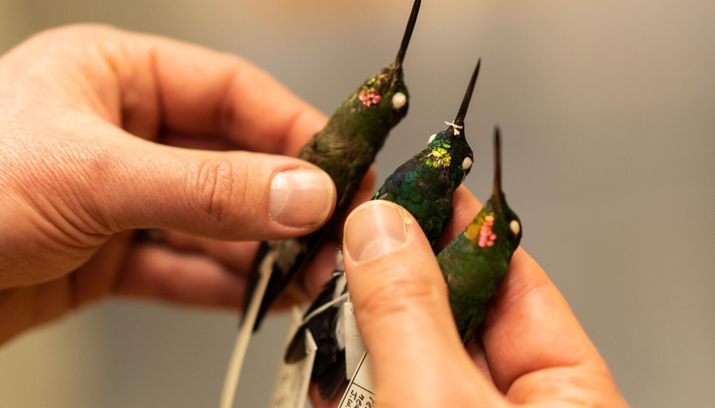 Field Museum scientists discover rare gold-throated…