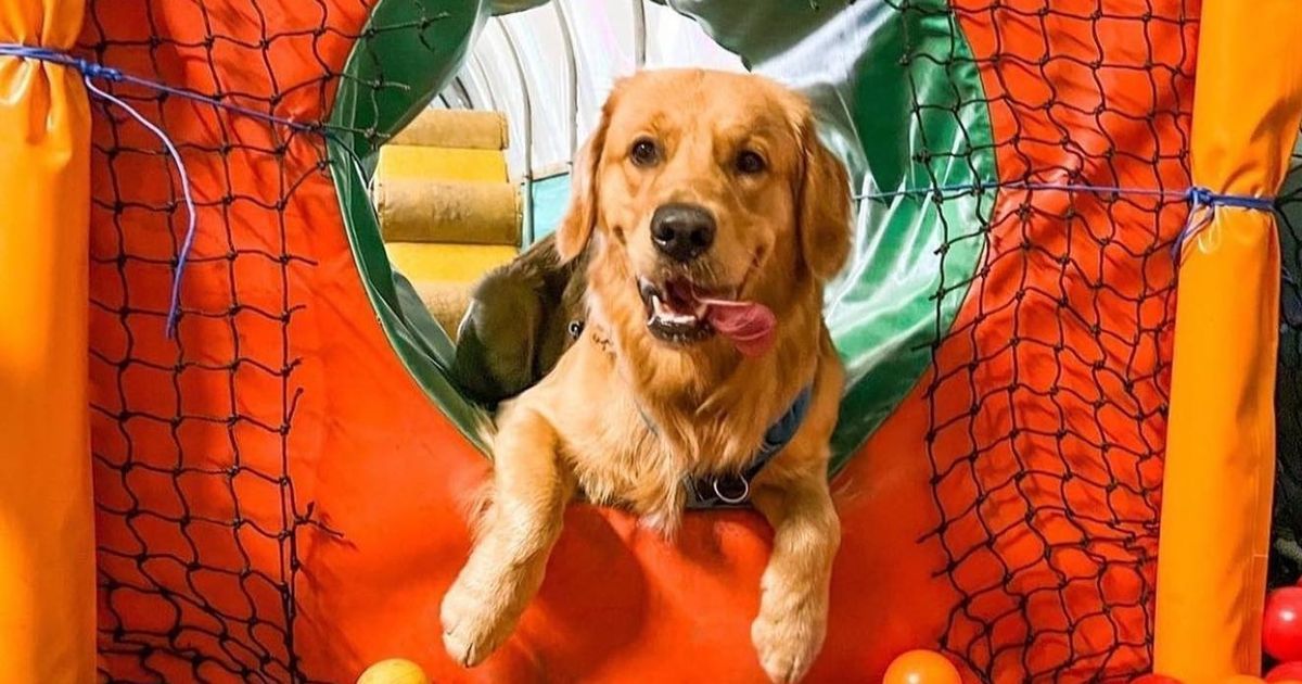 Doggy soft play with bouncy castle, ball pools and…