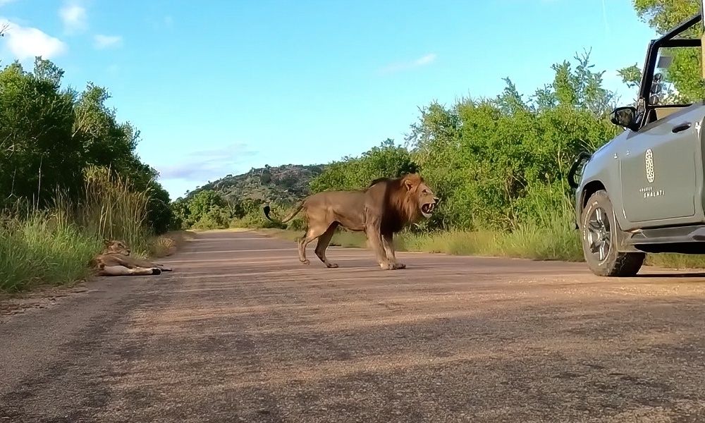 Watch: ‘Massive’ lion forces standoff with safari…