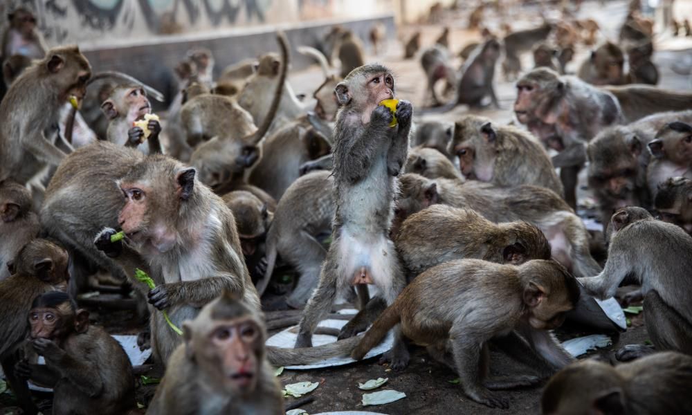 Fate of 1,000 trafficked lab monkeys at center of US…
