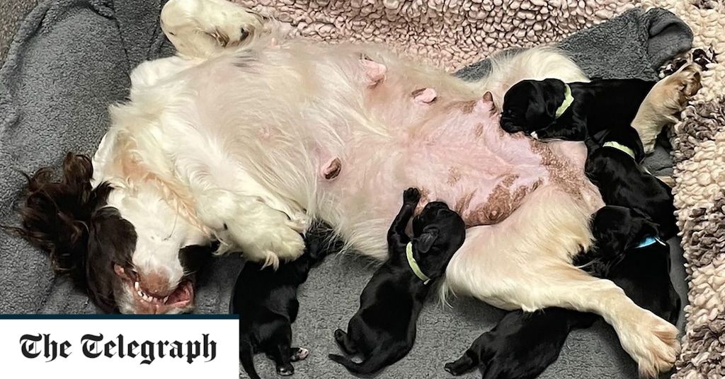 Cocker spaniel puppies rescued by police who spotted…