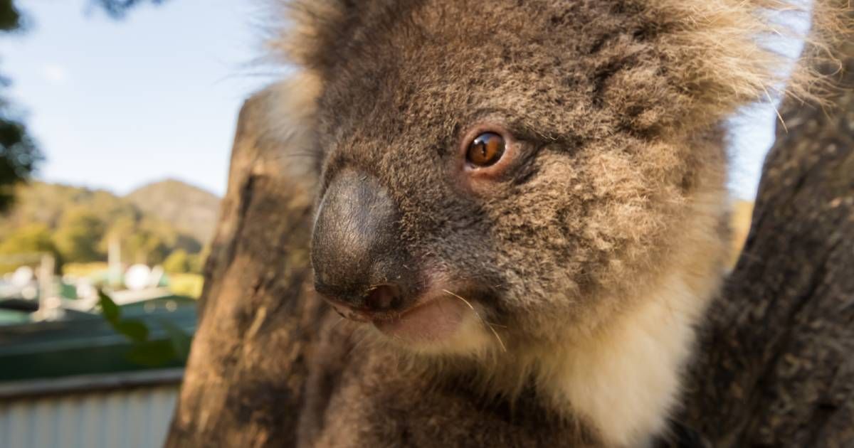 Port Stephens koala habitat data "flawed"