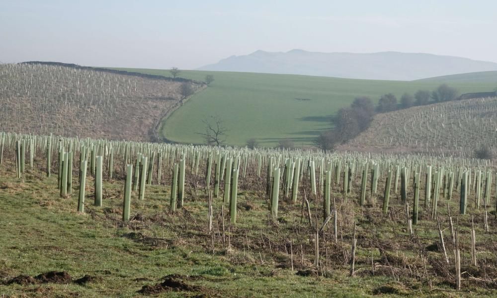 Country diary: The rolling hills have been planted…