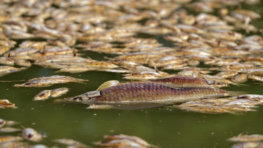 Fish kill clean-up finally underway at Menindee, a…