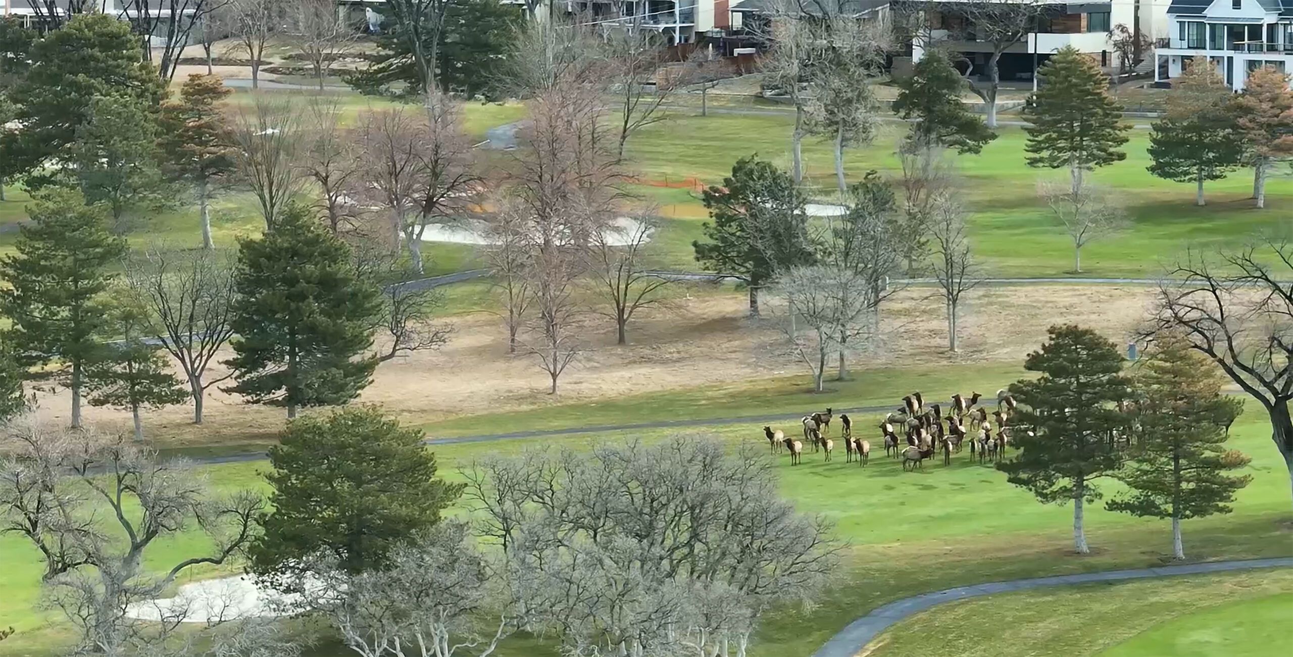 Watch: Herd of 100 displaced elk moved off prestigious…
