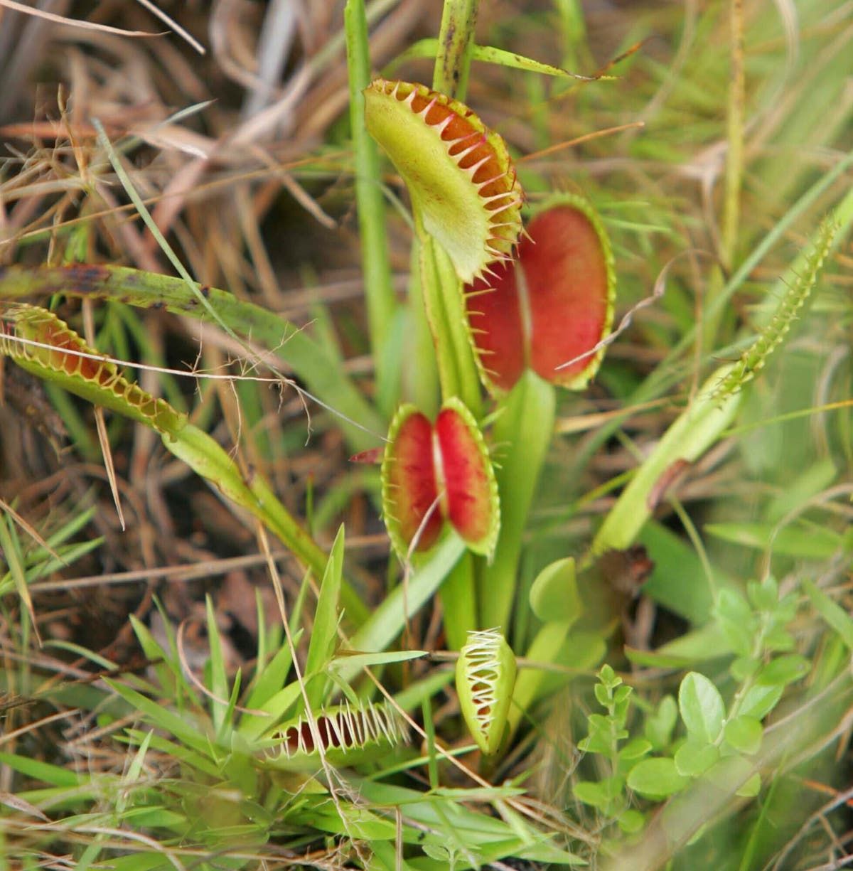 snap-venus-fly-trap-fans-ask-south-carolina-to-honor
