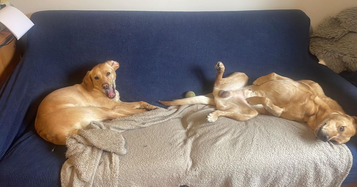 'My naughty labradors ripped up my £500 sofa - I'd…