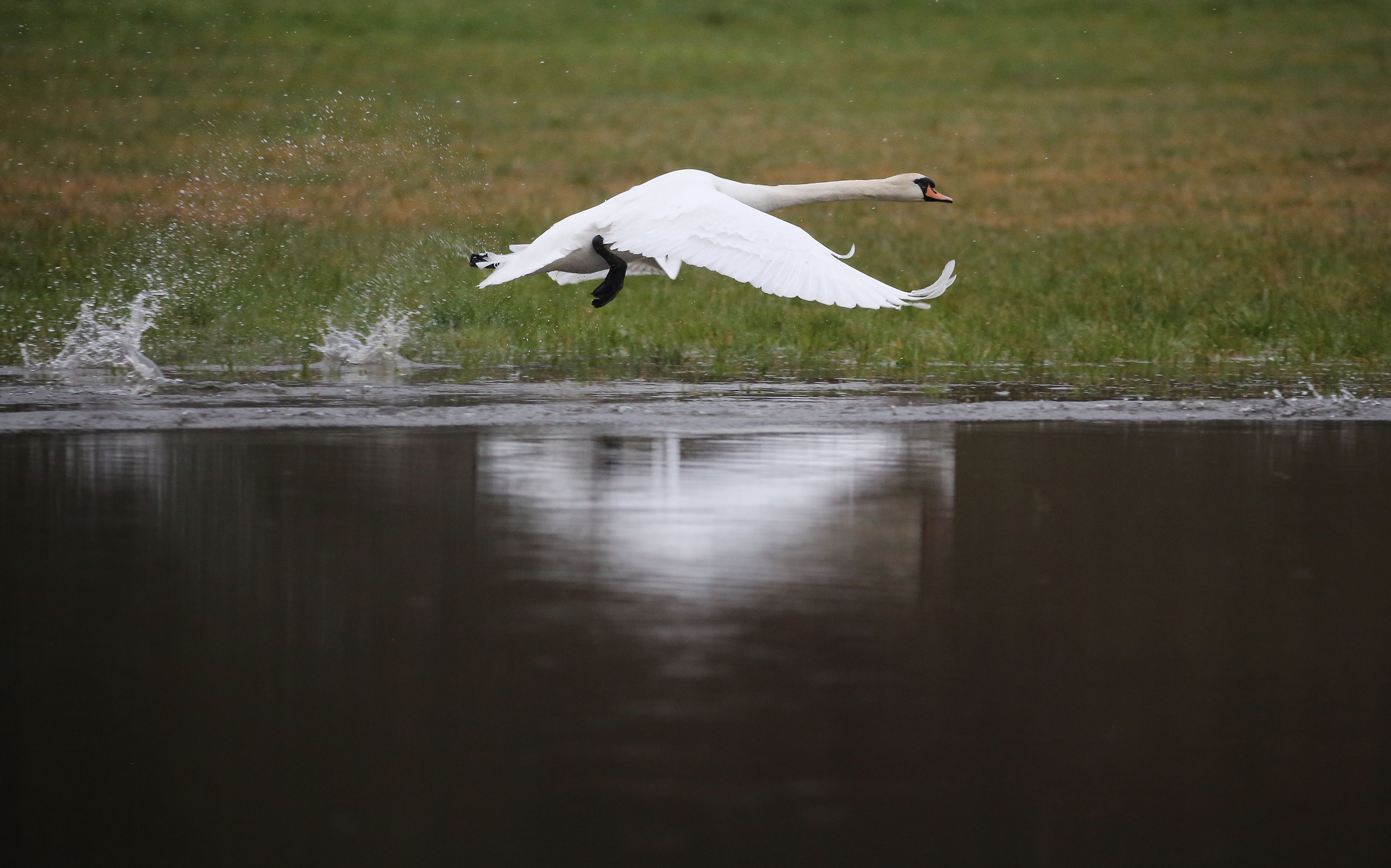 Swan Populations Grow 30 Times Faster In Nature… Swan Populations Grow 30 Times Faster In Nature…